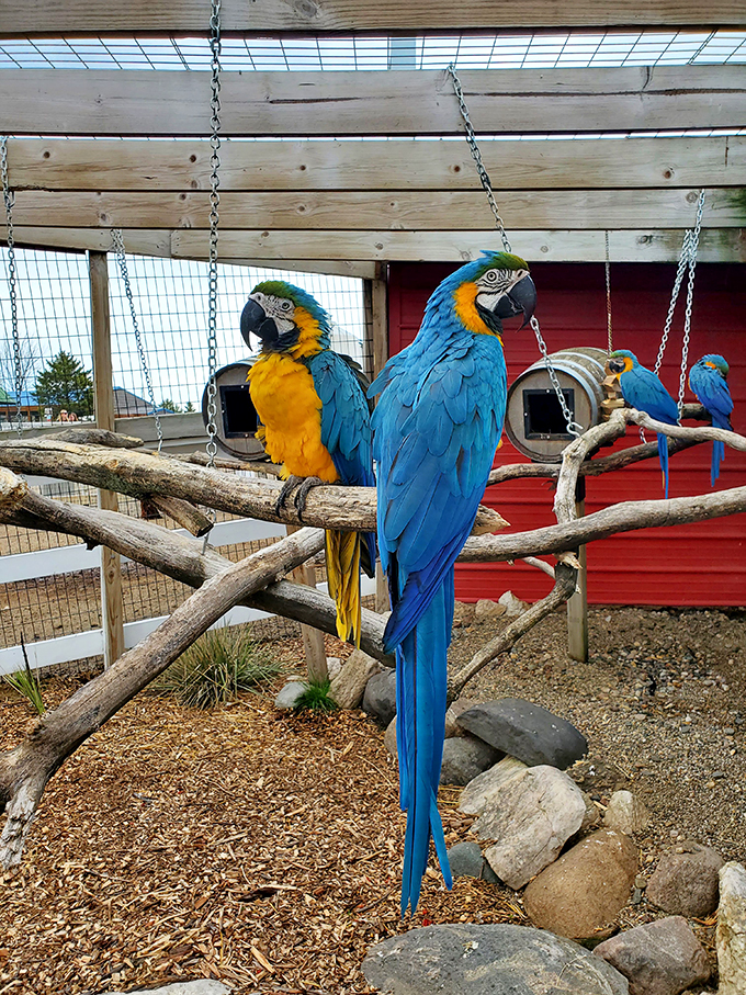 Macaws: The tropical equivalent of that one loud friend at every party. Their vibrant plumage is like nature's own fireworks display.
