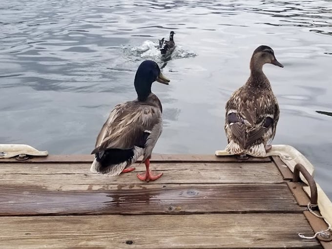 Quack attack on deck! These feathered friends are living proof that desert lake life is just ducky.