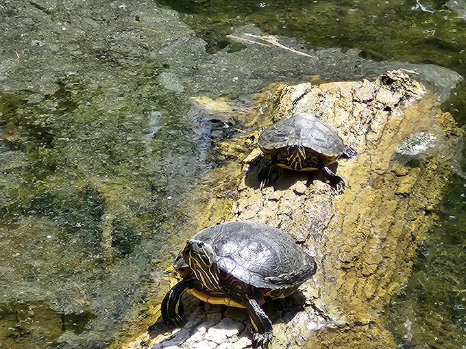 "Turtle power! These shelled sunbathers are living proof that slow and steady wins the race to relaxation."