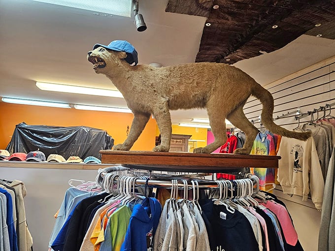 This vintage mountain lion sporting a baseball cap proves that even taxidermy can have a sense of humor.
