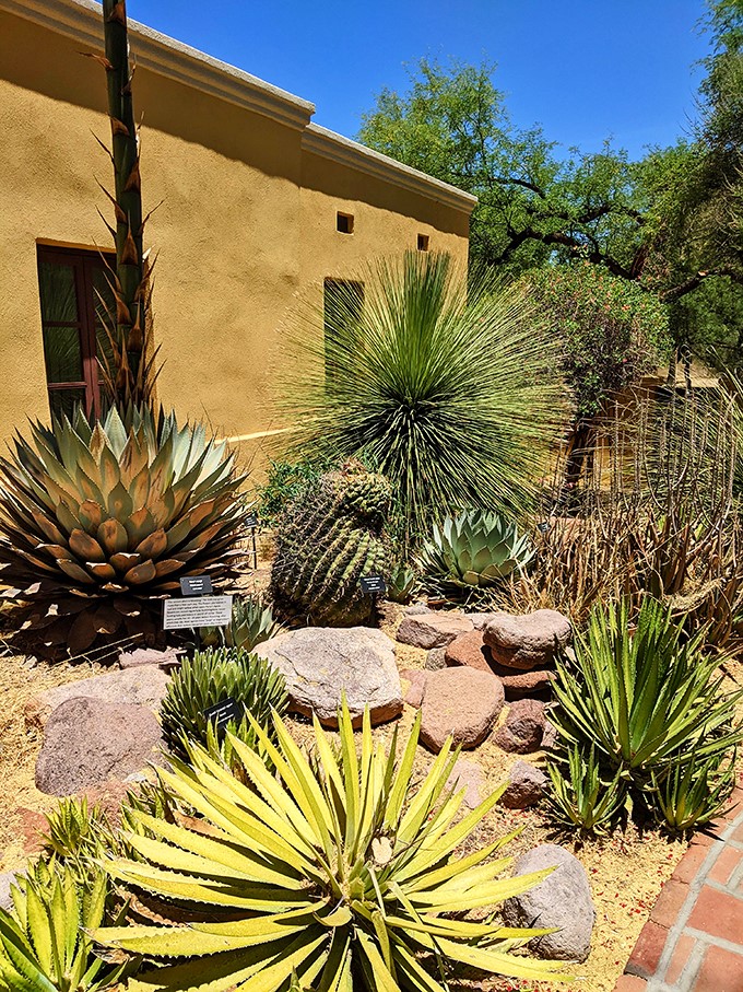Desert chic at its finest! These plants are tougher than a cactus in a boxing match. Mother Nature's own rock garden.