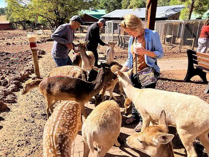 It's feeding time at the deer caf&eacute;! These gentle diners are always ready for a farm-to-hoof dining experience.