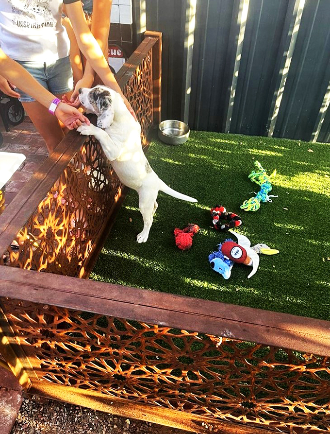 Where wagging tails meet playtime - this outdoor space gives rescue pups a chance to charm their way into hearts.