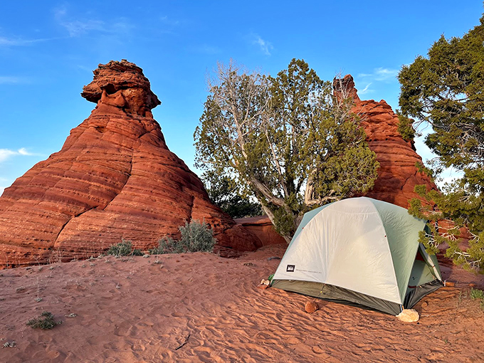 Camping beneath nature's skyscrapers: This tent found the ultimate million-star hotel accommodation in the wilderness. 