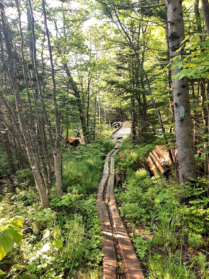 This elevated pathway through the forest feels like Maine's version of the yellow brick road, minus the Munchkins.