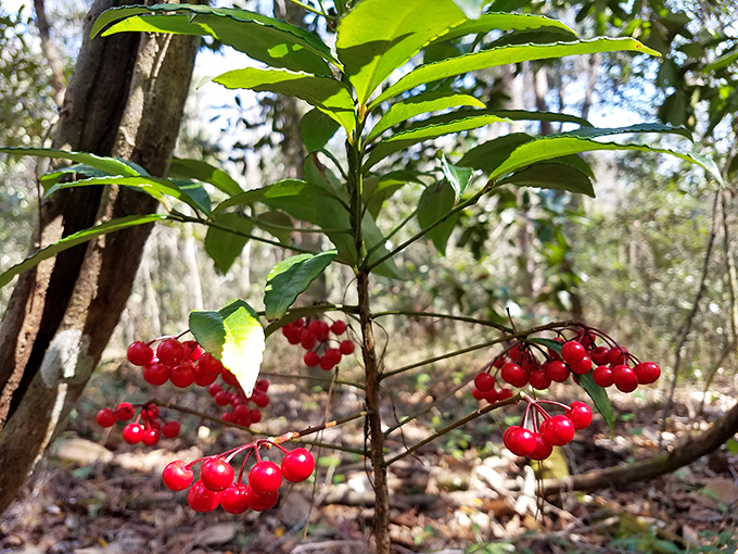 Nature's jewelry box: These berries are like little rubies nestled in emerald leaves. A treasure hunt where the prize is pure beauty. Photo credit: Lazyo Oyzal