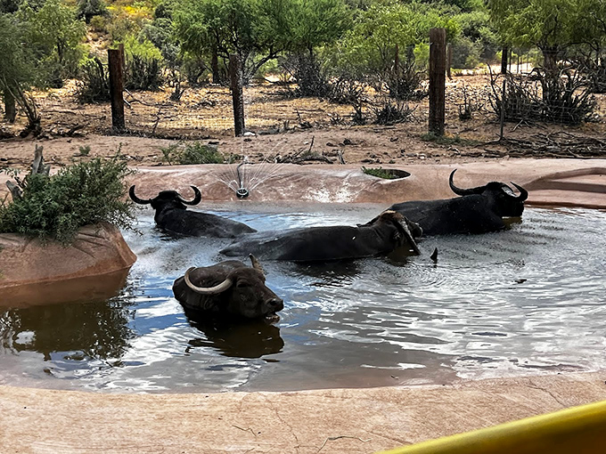 Water buffalo chillin' like villains. These cool customers have found the ultimate desert oasis &ndash; no mirages here!