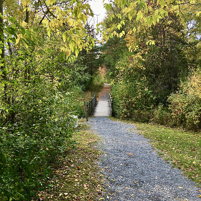Button Bay: Where Lake Champlain plays peek-a-boo through a curtain of green.