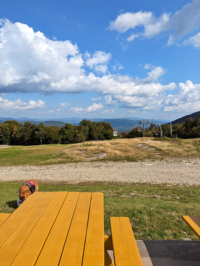 Paws and reflect. Even four-legged friends know the best spot to soak in Sunday River's majestic mountain views.