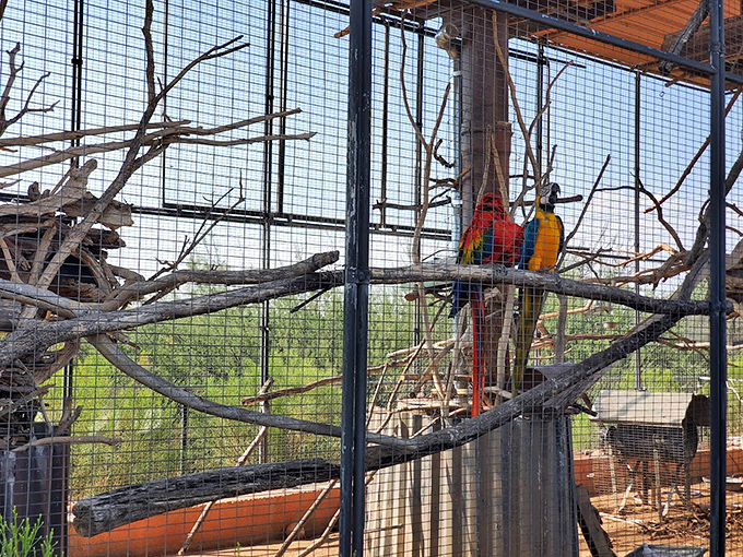 Polly wants more than a cracker in this avian paradise. These colorful residents add a splash of tropical pizzazz to the desert palette.
