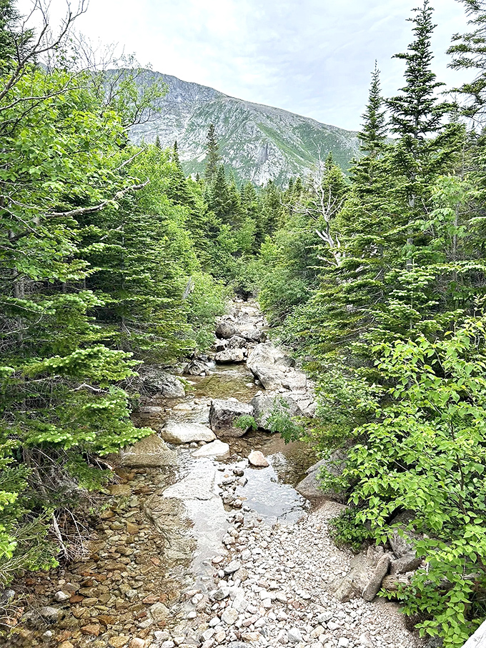 A mountain stream carves its path through ancient stone, proving that persistence (and a few million years) pays off.