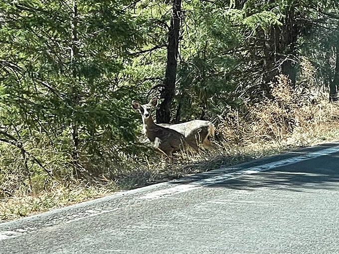 Another woodland resident poses for a quick photo op, proving wildlife here has mastered the art of timing.