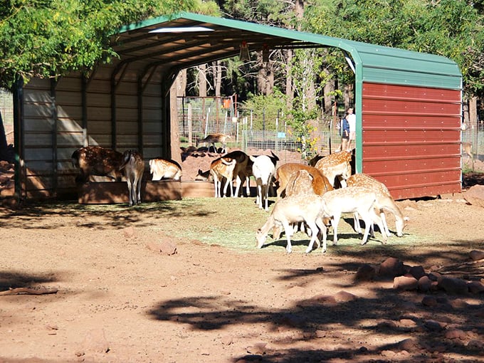 Deer, oh deer! These spotted celebrities are ready for their close-up, proving that cuteness comes in herds.