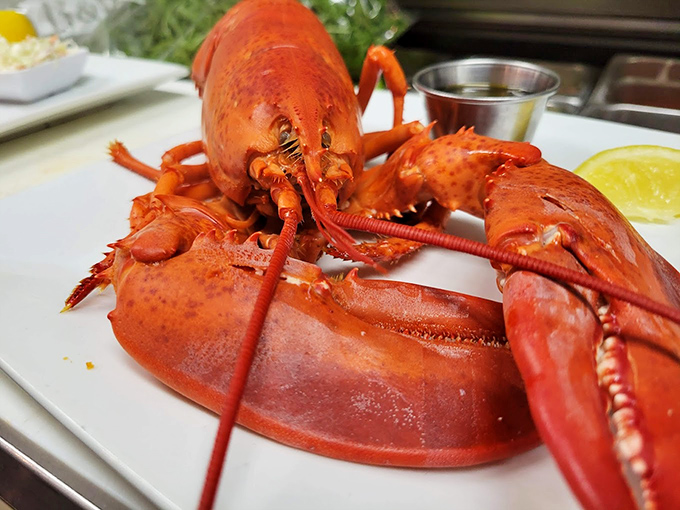 This magnificent red lobster poses for its glamour shot, showing off the kind of claws that command respect.