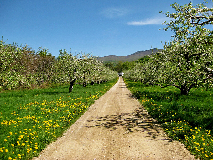 Follow the yellow brick road? Nah, follow this apple blossom-lined path to orchard nirvana. Dorothy, we're not in Kansas anymore!