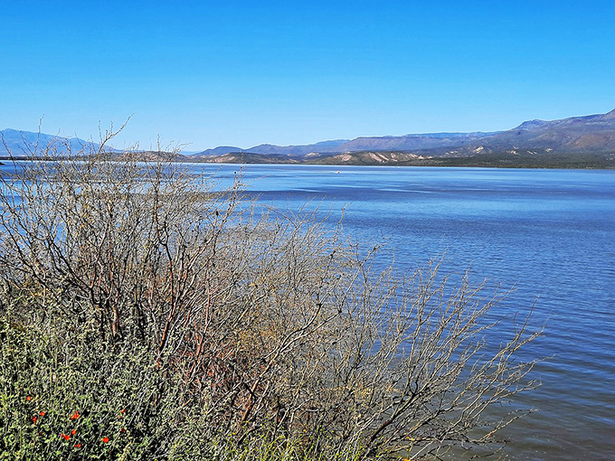 Lake views that'll make your Instagram followers green with envy. Pro tip: That tree in the foreground? Perfect for hammock hangs and contemplative moments. Photo credit: Violette54