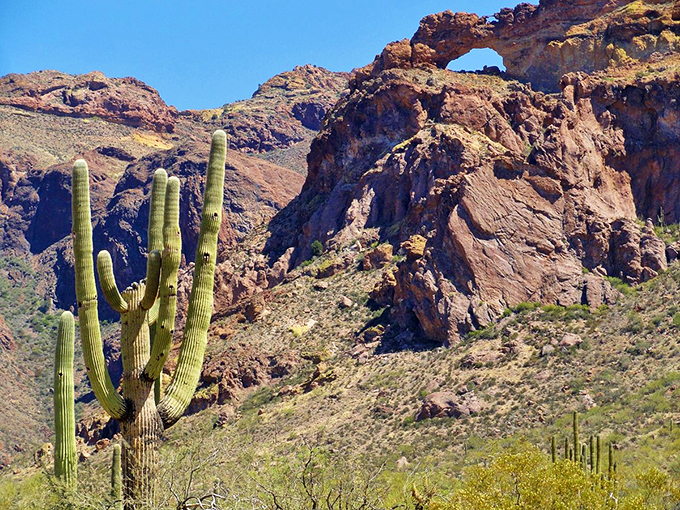 A mighty saguaro reaches for the sky, while red cliffs create nature's own amphitheater in the background. Photo credit: @Violette54