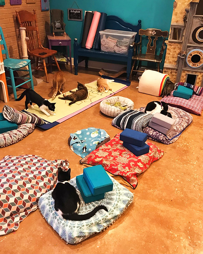 Cat paradise found! This cozy corner is like a feline version of an all-inclusive resort &ndash; complete with comfy beds, toys, and adoring human staff.