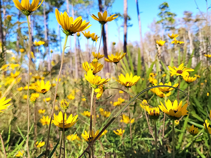 Spring break, flower power edition! These sunny blooms are partying like it's 1969, spreading good vibes throughout Colt Creek.