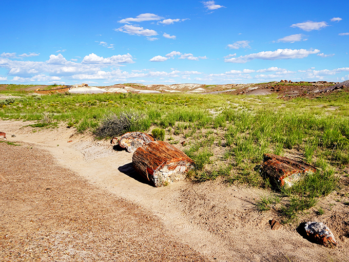 Petrified forest meets prairie! It's like nature decided to mash up two landscapes into one stunning view.