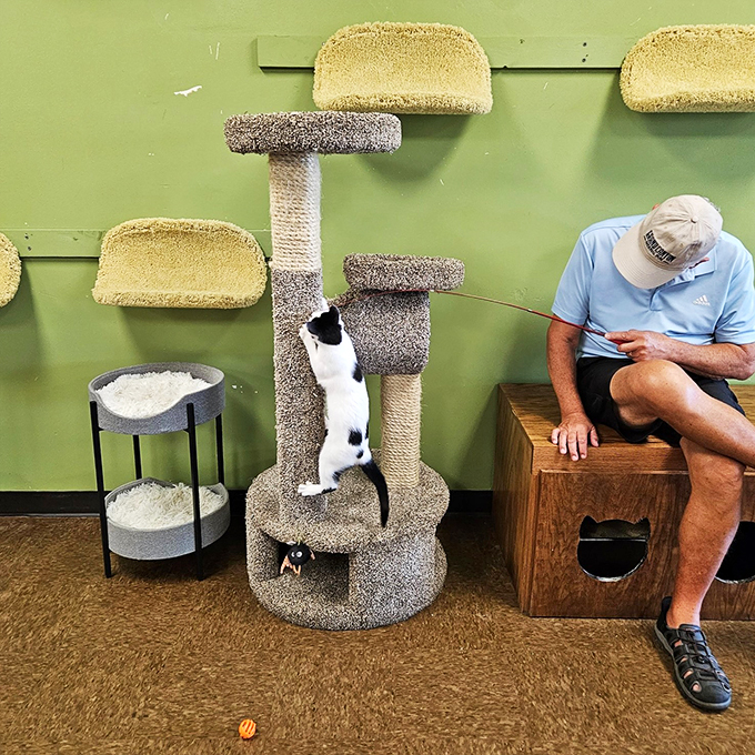 "I'm not playing, I'm supervising." This kitty's got management potential, overseeing playtime with the precision of a cat-eo.