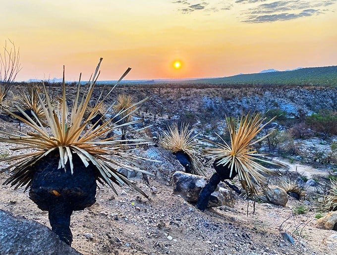 Sunset in cactus country: nature's way of saying, 'You're welcome for the show.' It's like the desert's version of Broadway lights.