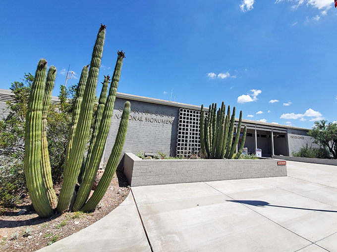 Cacti as far as the eye can see! It's like stepping into a real-life cartoon desert, minus the roadrunner.