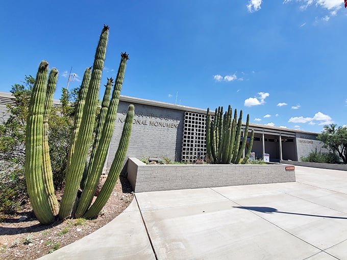 Cacti as far as the eye can see! It's like stepping into a real-life cartoon desert, minus the roadrunner.