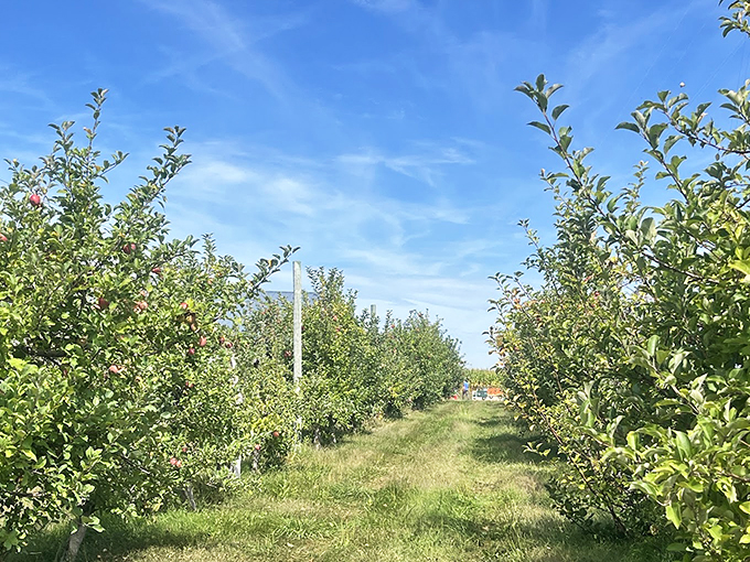 Apple paradise awaits! Rows of trees stretch to the horizon, promising a day of juicy discoveries and sticky fingers. Photo credit: Dr. Mohammad Shamsuddoha