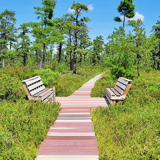Nature's red carpet! This boardwalk through Saco Heath is like walking on a spongy, verdant cloud. Bring your sense of wonder, leave your pogo stick at home.