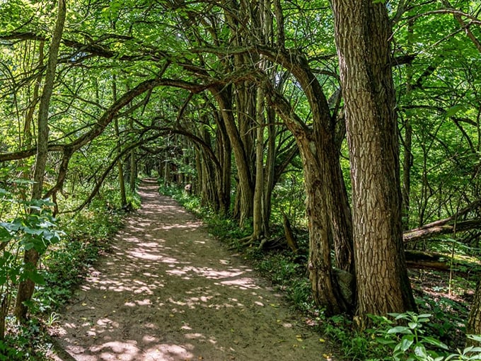 Nature's secret passageway! This leafy corridor feels like stepping into a storybook, minus the talking animals.
