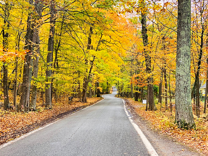 Nature's own kaleidoscope! This leafy wonderland is like driving through a Bob Ross painting come to life. Photo credit: Alexander Karayanis