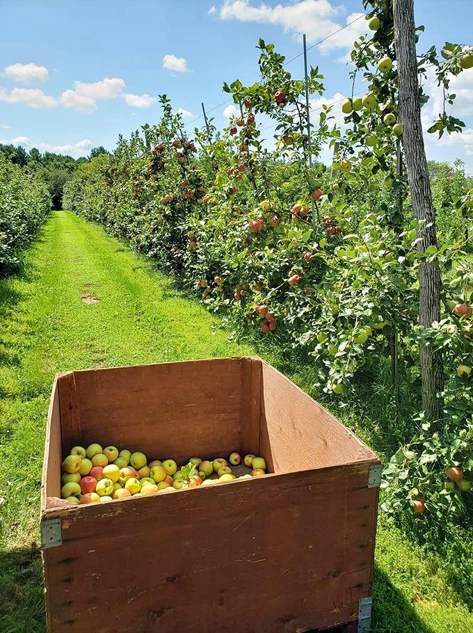 Nature's candy store is open for business! These apple-laden branches are practically begging for a good shake. Photo credit: Camp's Orchard