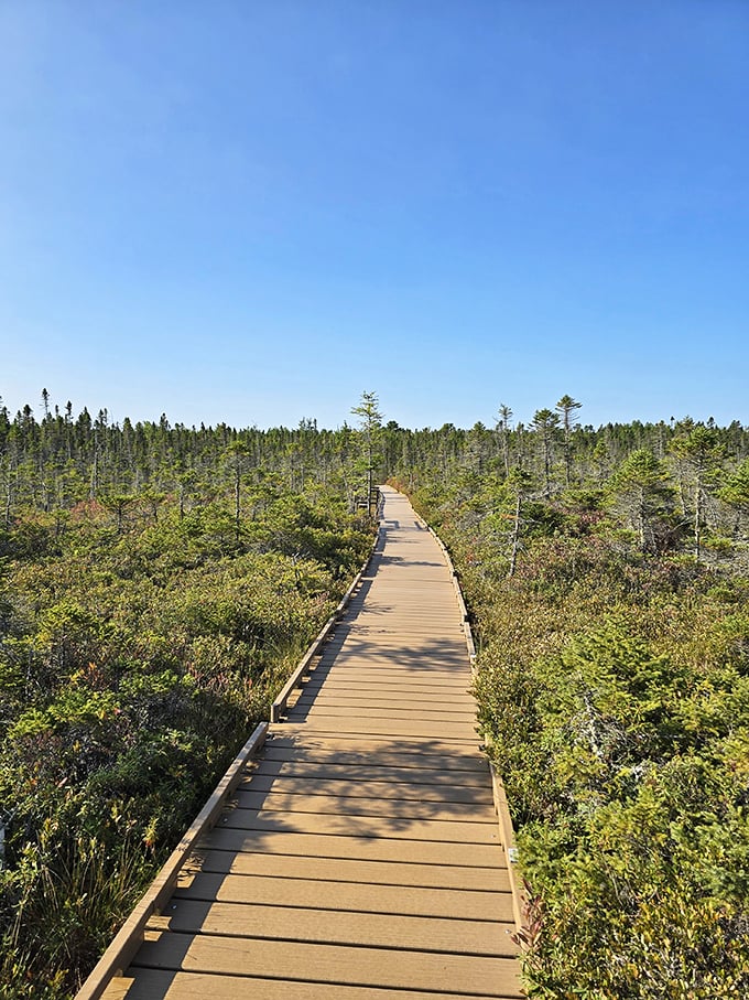Boardwalk empire, nature edition! Orono Bog offers a front-row seat to Maine's quirkiest landscape. No popcorn allowed, but plenty of natural drama.