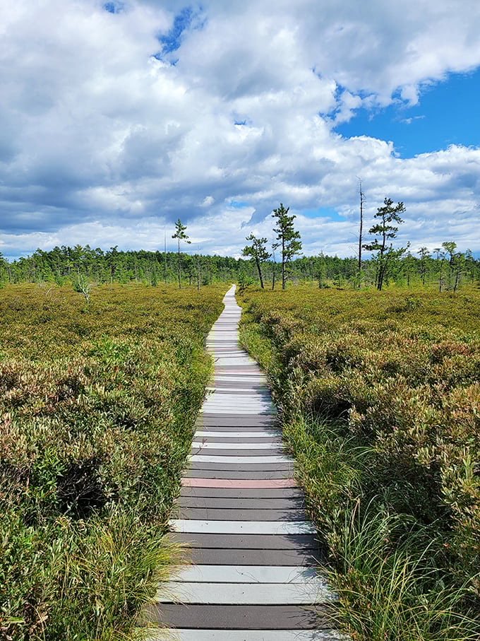 Bog-standard? Hardly! Saco Heath's rare ecosystem is a feast for the eyes. Just don't expect the carnivorous plants to share their lunch.