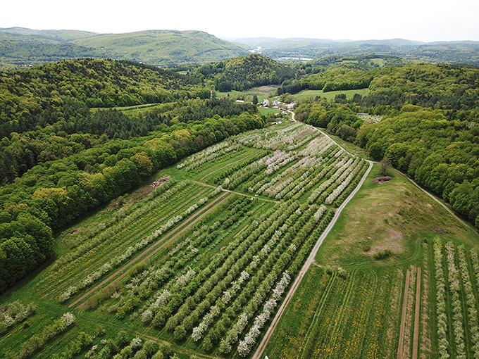 Nature's masterpiece unfolds. This aerial view of the orchard is like a patchwork quilt of deliciousness.