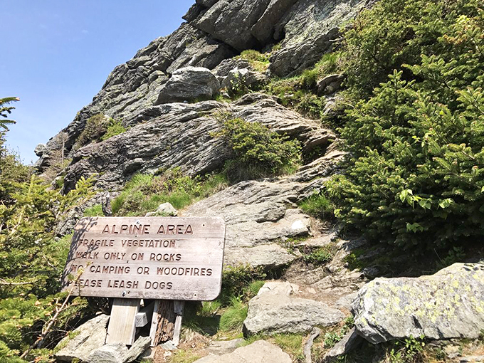 "Fragile vegetation" is nature-speak for "Don't be a Godzilla here, folks!" This alpine area is more delicate than my grandma's china collection.