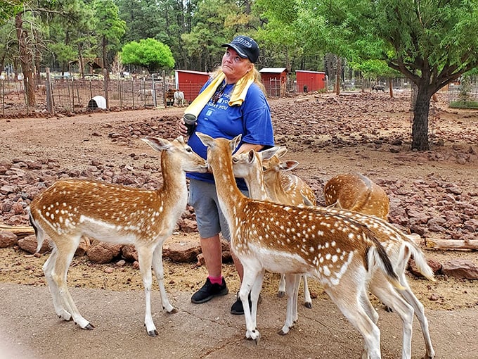 Oh deer, what do we have here? A visitor becomes the center of attention in a sea of spotted fur and twitching noses.