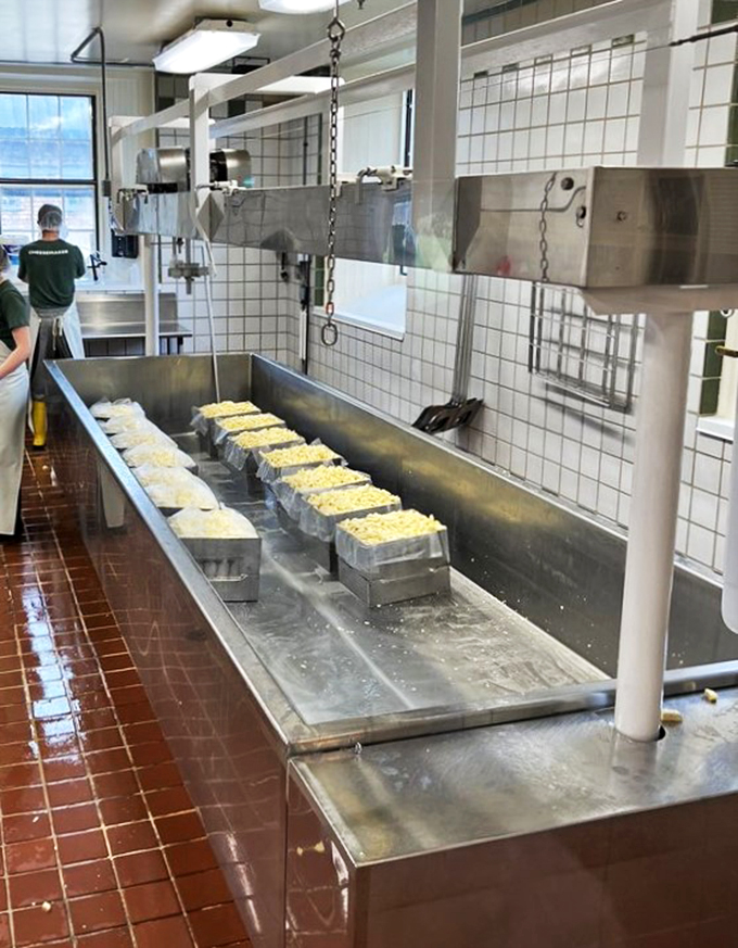 Cheese-making magic in action! It's like Willy Wonka's factory, but replace the chocolate with glorious, glorious cheddar.