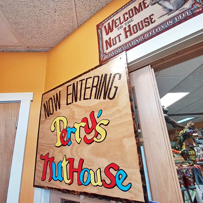 "Welcome to the Nut House" - where squirrels dream big and humans discover their inner child beneath whimsical vintage signage.