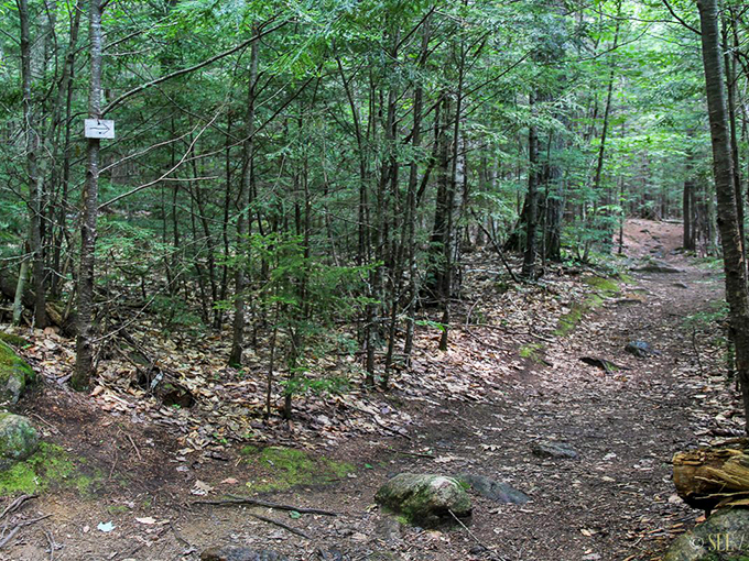 Follow the winding path through a forest straight out of a fairy tale, where every turn promises adventure.