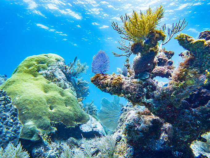 Dive into a hidden world! Beneath the surface, Tomoka's underwater realm dazzles with colors that would make a rainbow jealous.