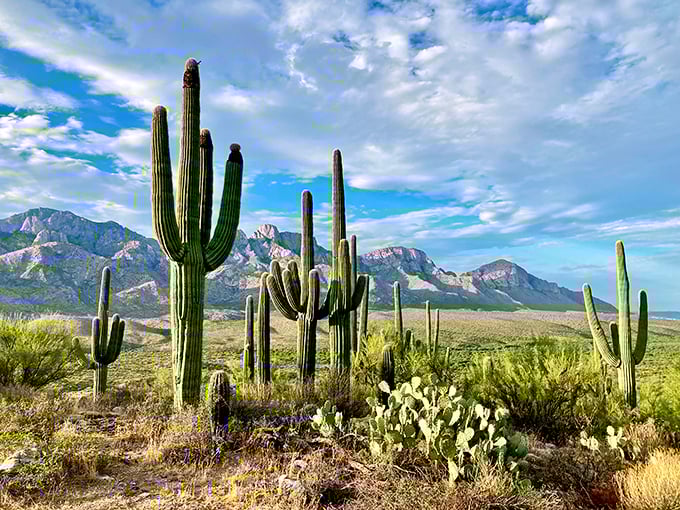 Saguaro sentinels stand guard over their desert domain. These prickly giants are the supermodels of the cacti world – tall, slender, and always striking a pose.