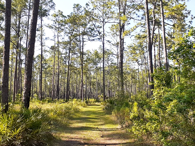 Welcome to nature's red carpet! This pine-lined path at Colt Creek is ready for its close-up, no paparazzi required.
