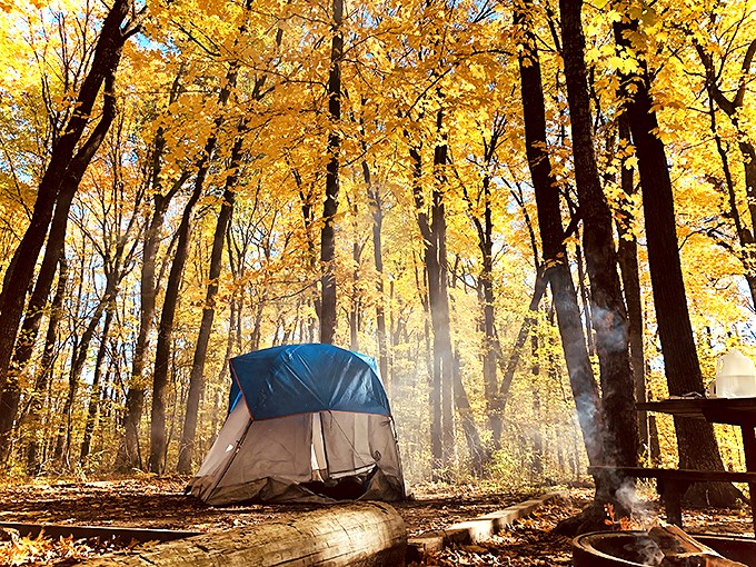 A tent nestled in golden woods, like a cozy cocoon in autumn's warm embrace.
