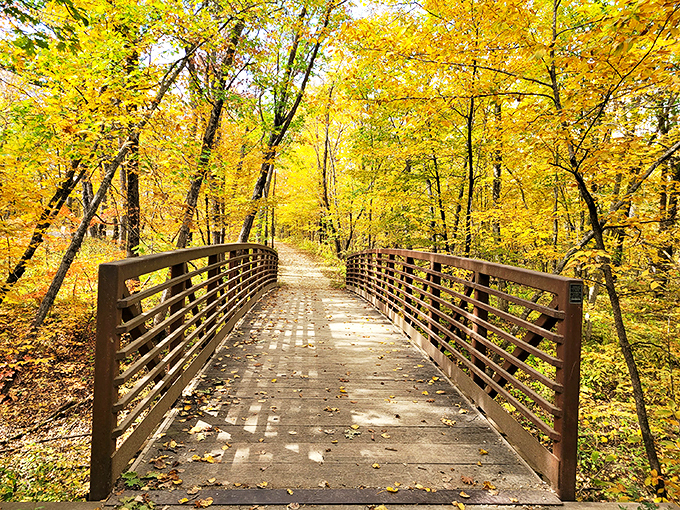 A wooden path leads through a sea of gold, inviting you to step into fall's grand finale.
