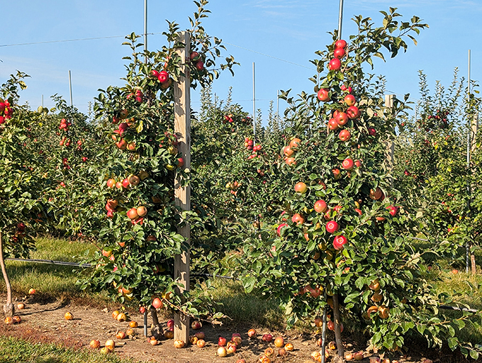 Forget the yellow brick road&mdash;follow the apple-lined path to flavor town! These trees are more loaded than a baked potato bar. Photo credit: K Reu