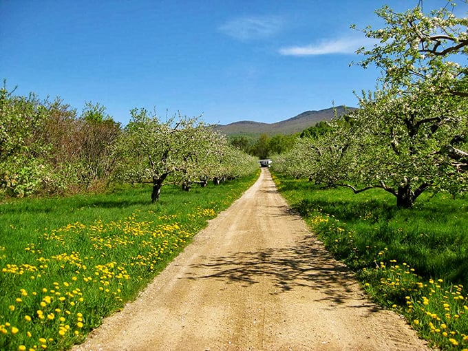 A path to apple paradise! This sun-dappled orchard lane is like a yellow brick road for fruit lovers.