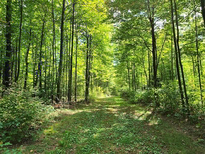 Emerald forest paths lead to golden shores, where every step feels like discovering a new chapter in nature's storybook.