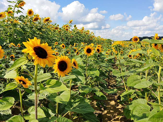 Farm meets fairground! Where sunflowers play hide-and-seek with corn mazes and hayrides. Who knew agriculture could be this much fun?